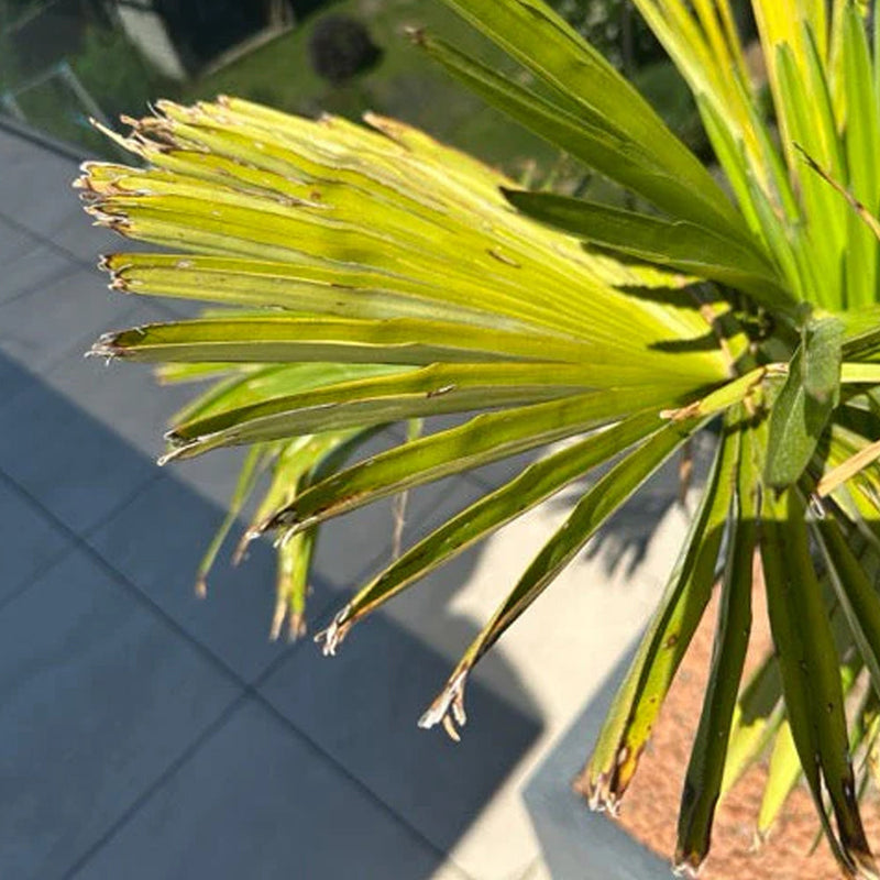 Braune Blatter Palme